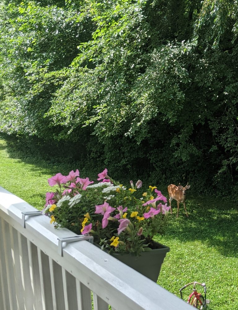 Deck Railing Planters with Adjustable Brackets - Joyfully Treasured